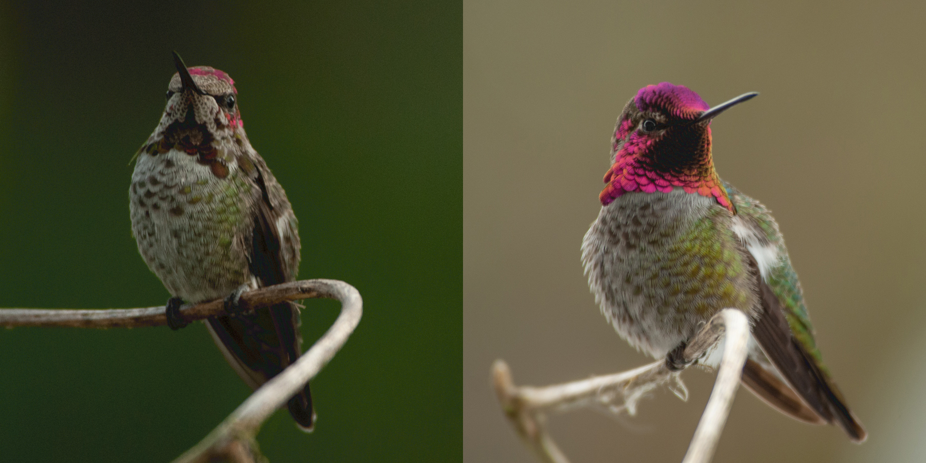 And here are the boys… – Snowbirds