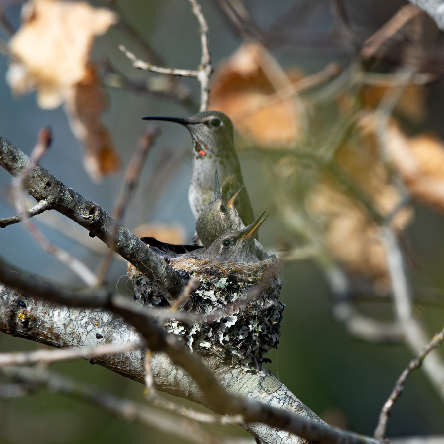 Hummingbird range expansion: Successful nesting – Snowbirds